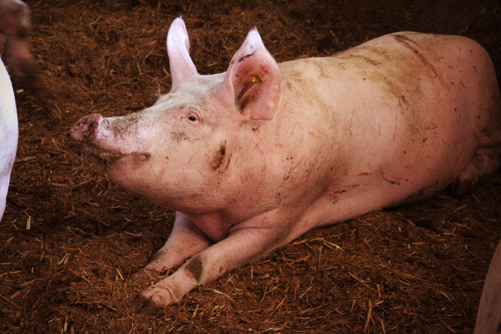 Hoeveslagerij 't Meyken – 't Meikensvlasvarken | 100% (h)eerlijk ...